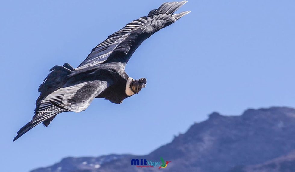A Importância Espiritual do condor na História Peruana | Mit Viajes Cusco